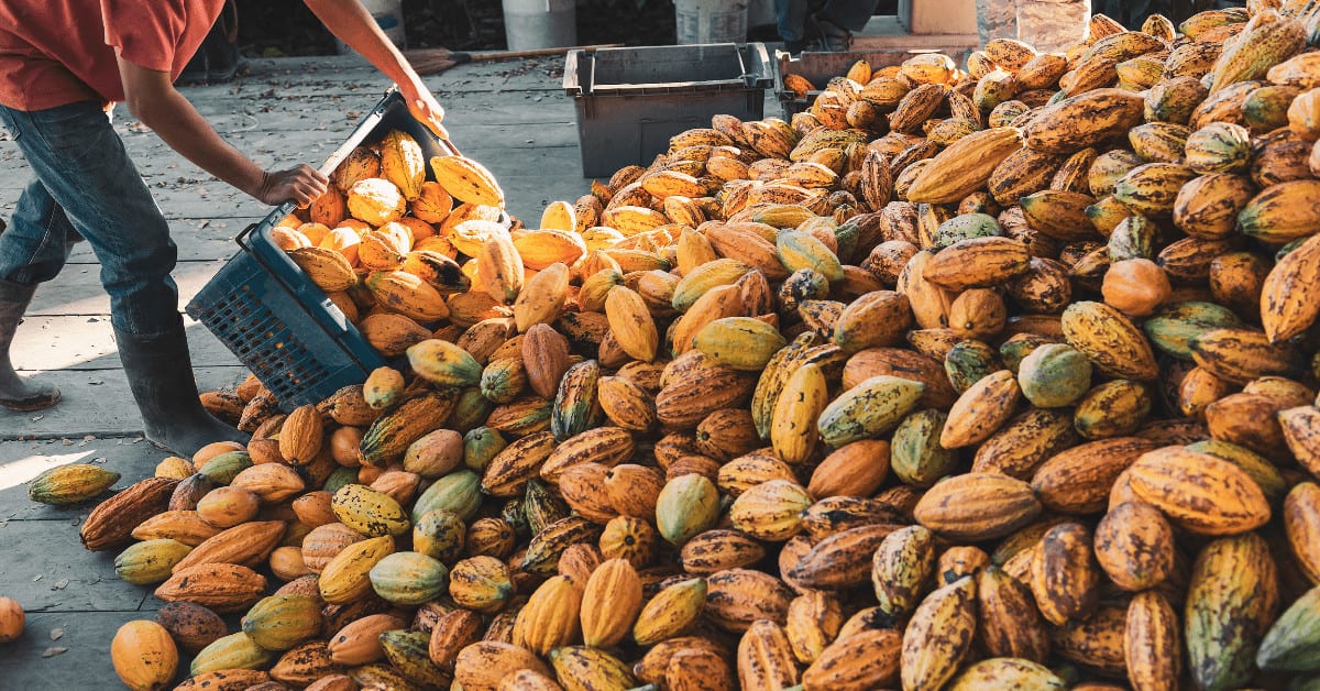 Creating A Sweet and Sustainable Future For The Philippines’ Cocoa ...