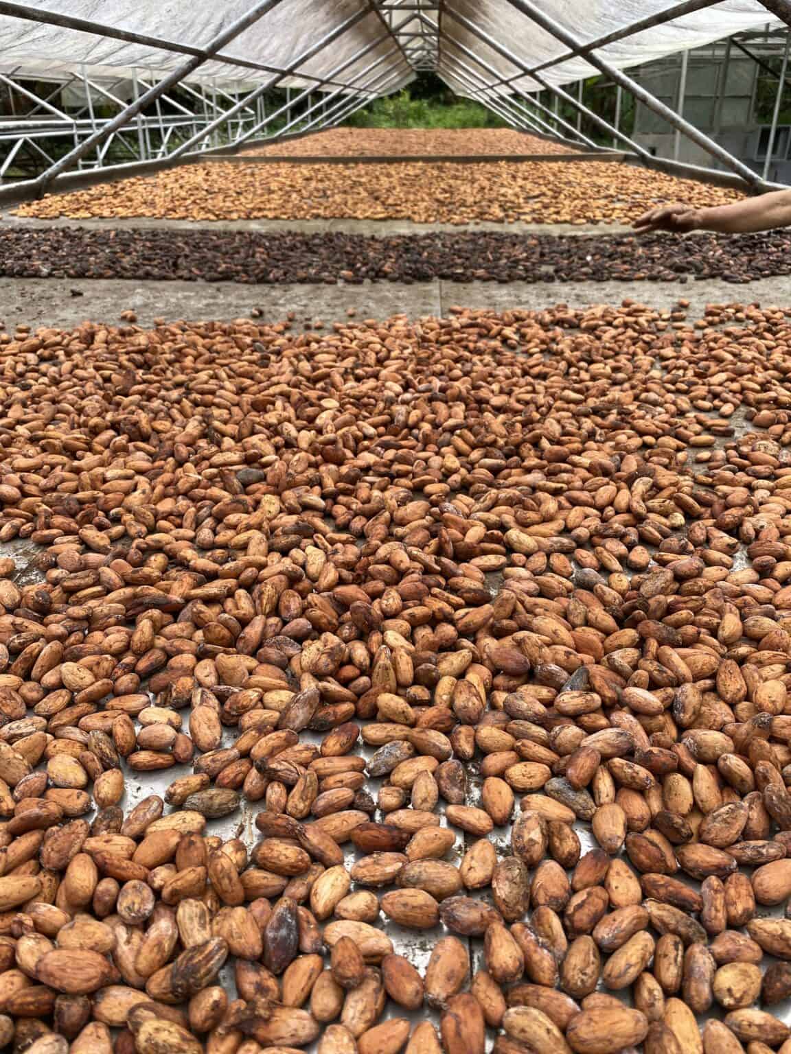 Creating A Sweet and Sustainable Future For The Philippines’ Cocoa ...