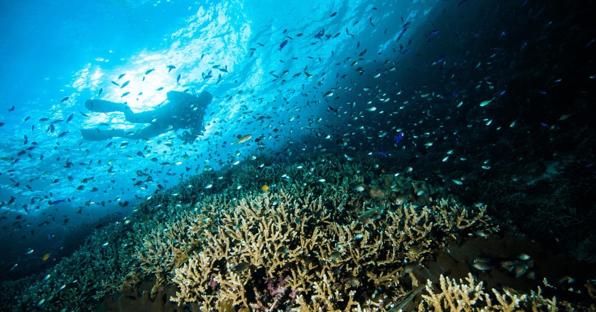 Sea of Opportunity: Ocean-based Mitigation to Support Indonesia’s ...