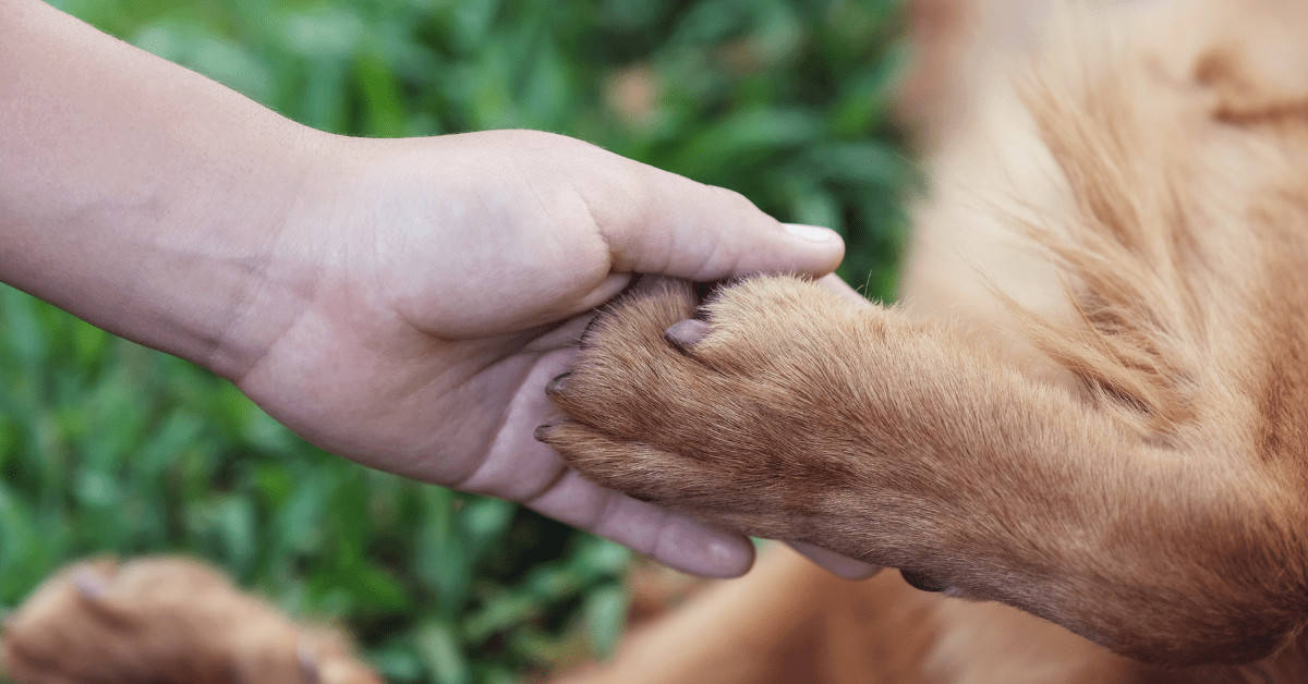 The Importance of Incorporating Humane Education and Why It Matters | AVPN