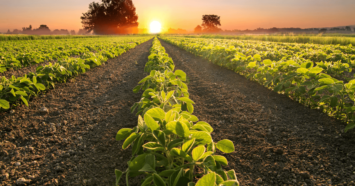 Harnessing The Power Of Digital Technologies For Climate Adaptation | AVPN